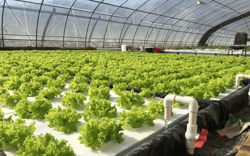 Temperature Control for Optimal Hydroponic Growth: The Importance of ...
