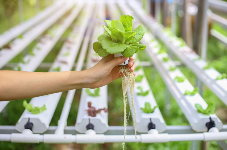 What is Hydroponic Gardening? - Fabric Grow Bags For Plants